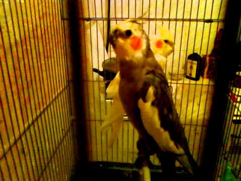 Karella singing vivaldi