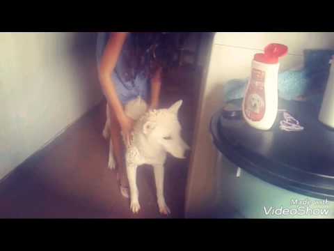 Dando banho na minha cachorra vlog