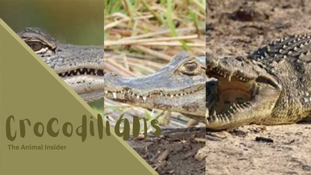 Crocodilian Marathon! 15 Facts on Caimen, Crocodiles, and Alligators ...
