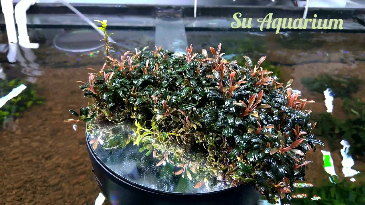 Bucephalandra Mini Variants - YouTube