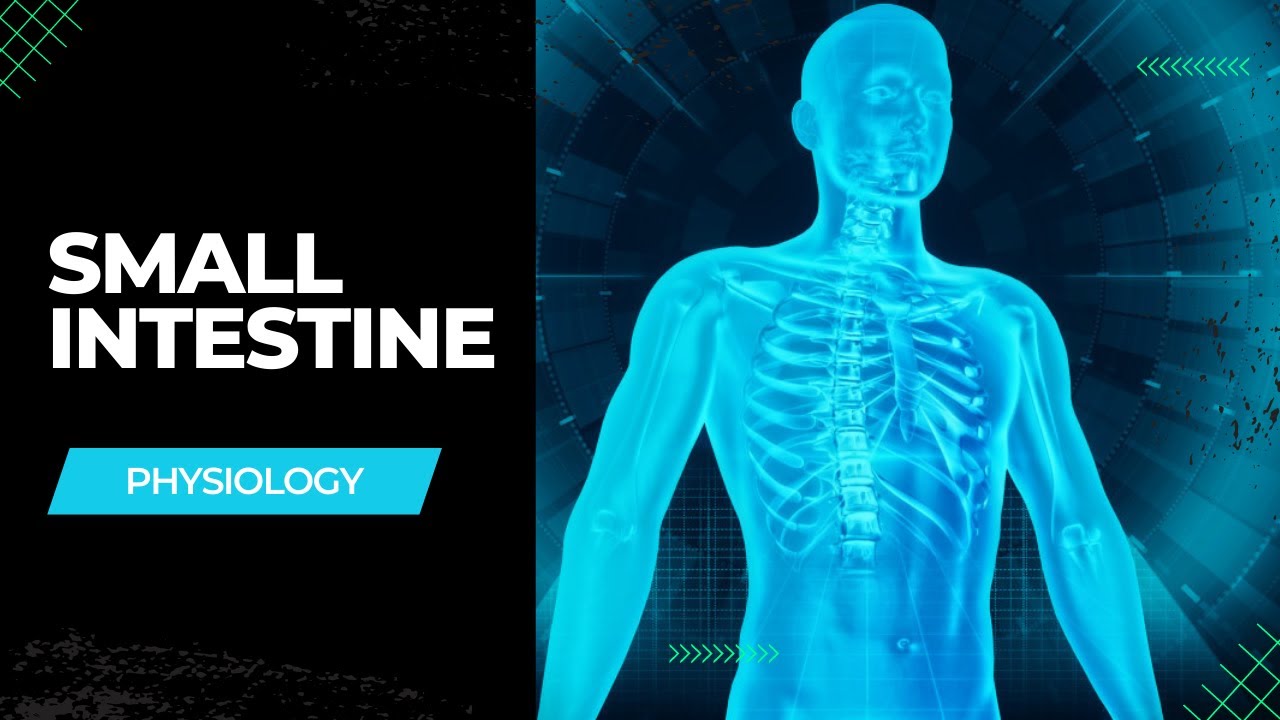 Small intestine and its secretion Succus entericus (Tamil) - YouTube