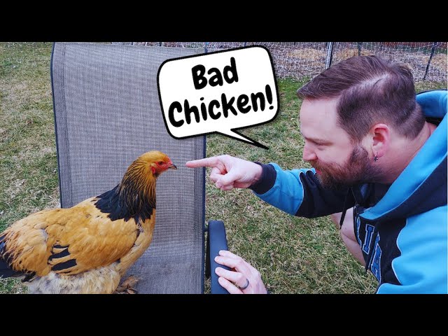 Rude Chicken Memes Funny Bad Spelling Fails: 27 Big Blunders
