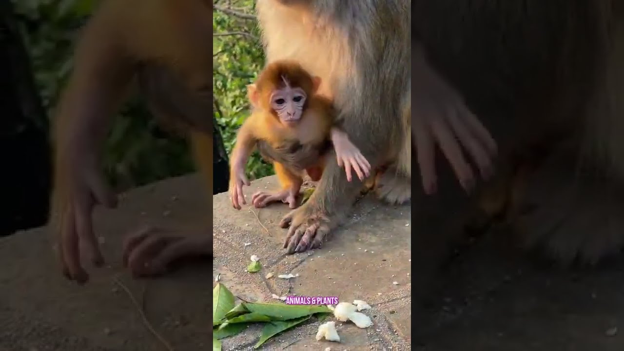 Awesome little monkey , Animal world highlights , Animals & Plants ...