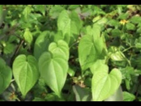 Amazing Health and Beauty Benefits of Betel leaves - YouTube