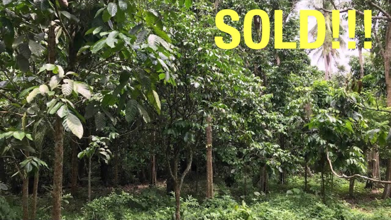 Vlog327: 4655 SQM LANZONES FARM FOR SALE IN ROSARIO BATANGAS ...