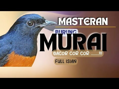 Masteran Murai Batu full isian Gacor cor cor auto Nyaut. - YouTube