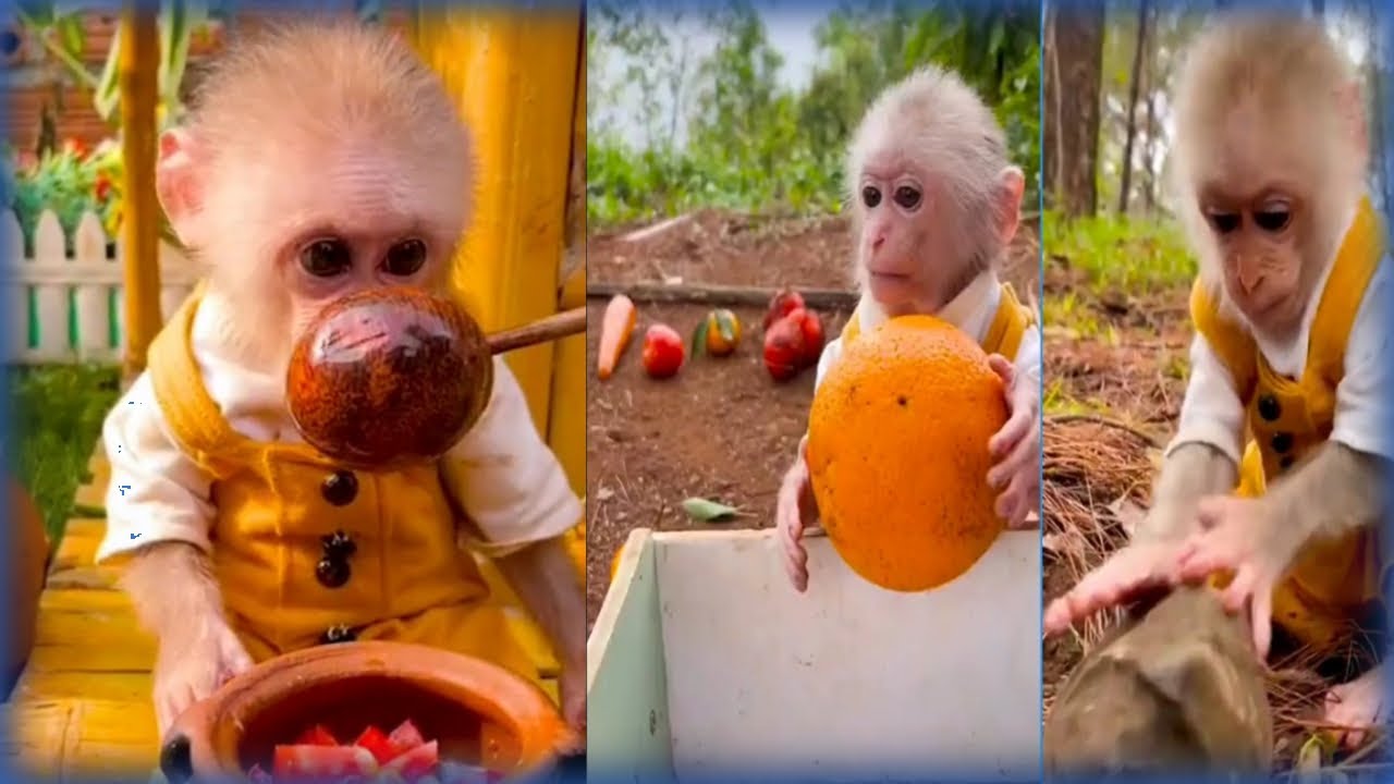 BABY MONKEY BIM BIM CUTE || MONKEY ANIMALS - YouTube