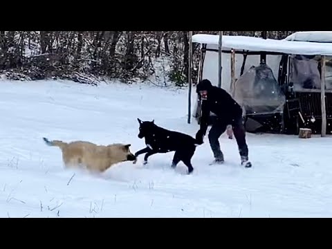 KARLI HUZUR VİDEOSU❄️ EVERYONE'S DREAM SNOW VIDEO #karkamp #karlıvideo #kampung