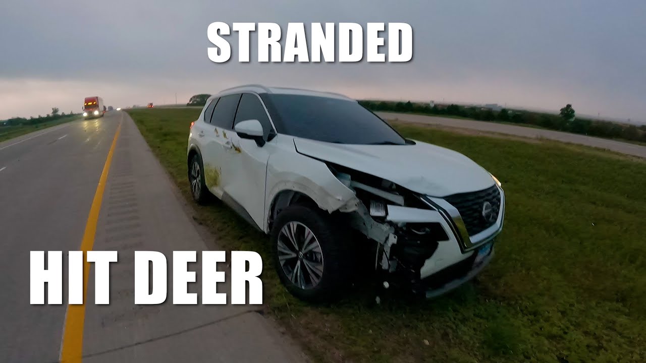 We HIT a DEER - YouTube