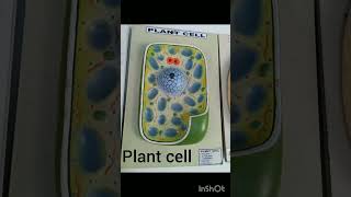 #model plant cell