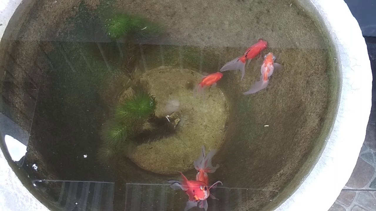 Ikan Mas Koki Bali Dalam Gentong - YouTube