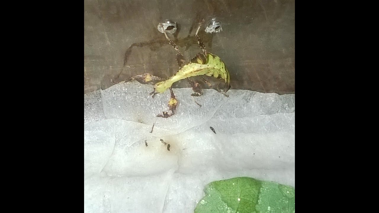 baby phyllium ericoriai stick/leaf insect - YouTube