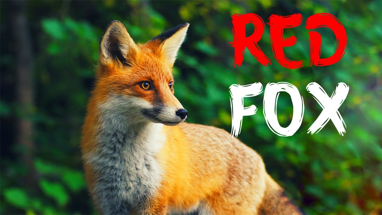 FACTS ABOUT RED FOX | FOXES FACTS | ANIMAL FACTS | WILD LIFE - YouTube