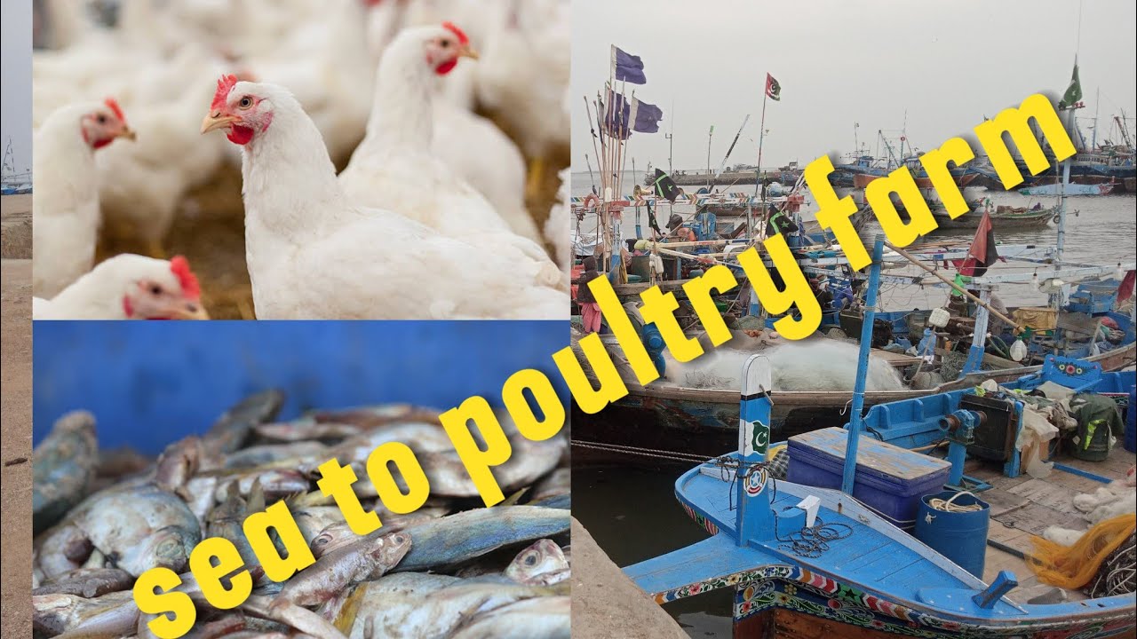 Fish from sea to poultry farm - YouTube