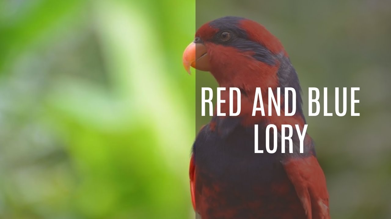 Red and Blue Lory (Eos Histrio) - YouTube