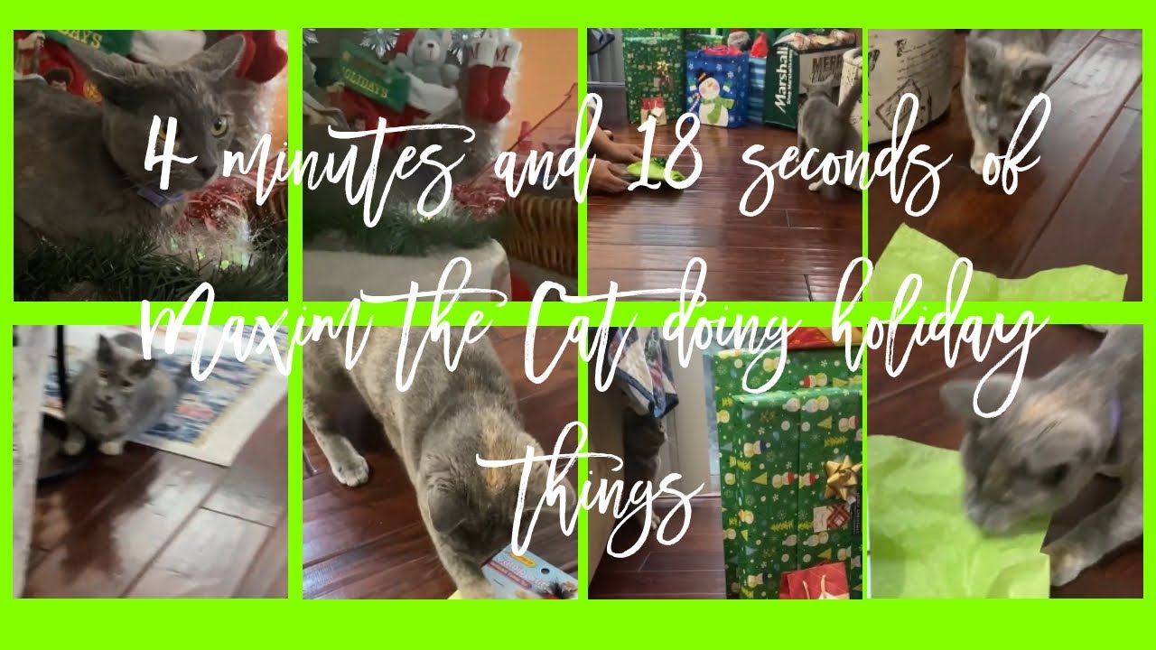4 minutes and 18 seconds of Maxim the Cat doing holiday things - YouTube