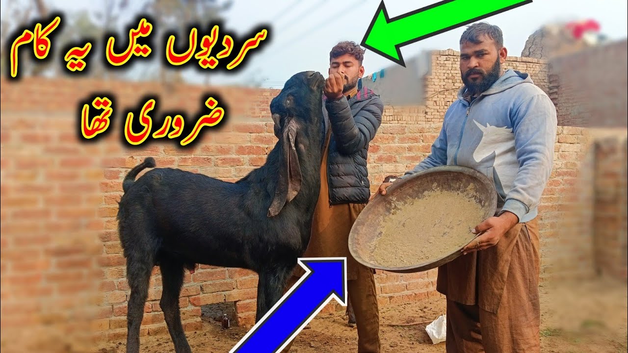 Goat Stomach Powder Usage In Winter - Goat- Bkri Ka Hazma - YouTube