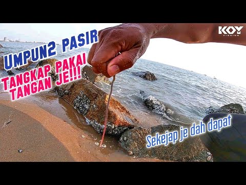 Cara mudah mencari umpun-umpun pasir (cacing laut) #V84 - YouTube