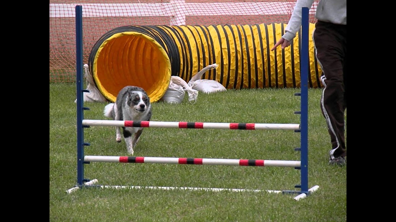 September 19, 2011 Delaware Ohio Jr Fair Dog Agility - YouTube