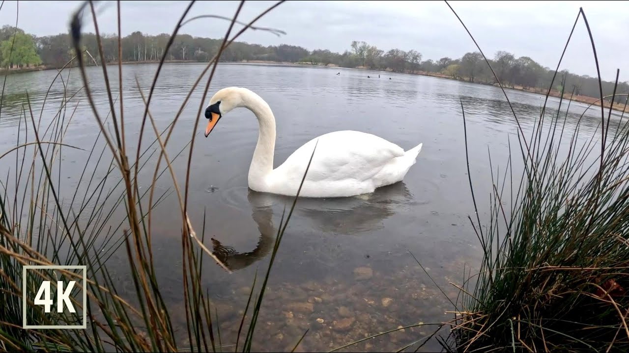 Rainy London Walking Tour Through Richmond Park Nature 4K - YouTube