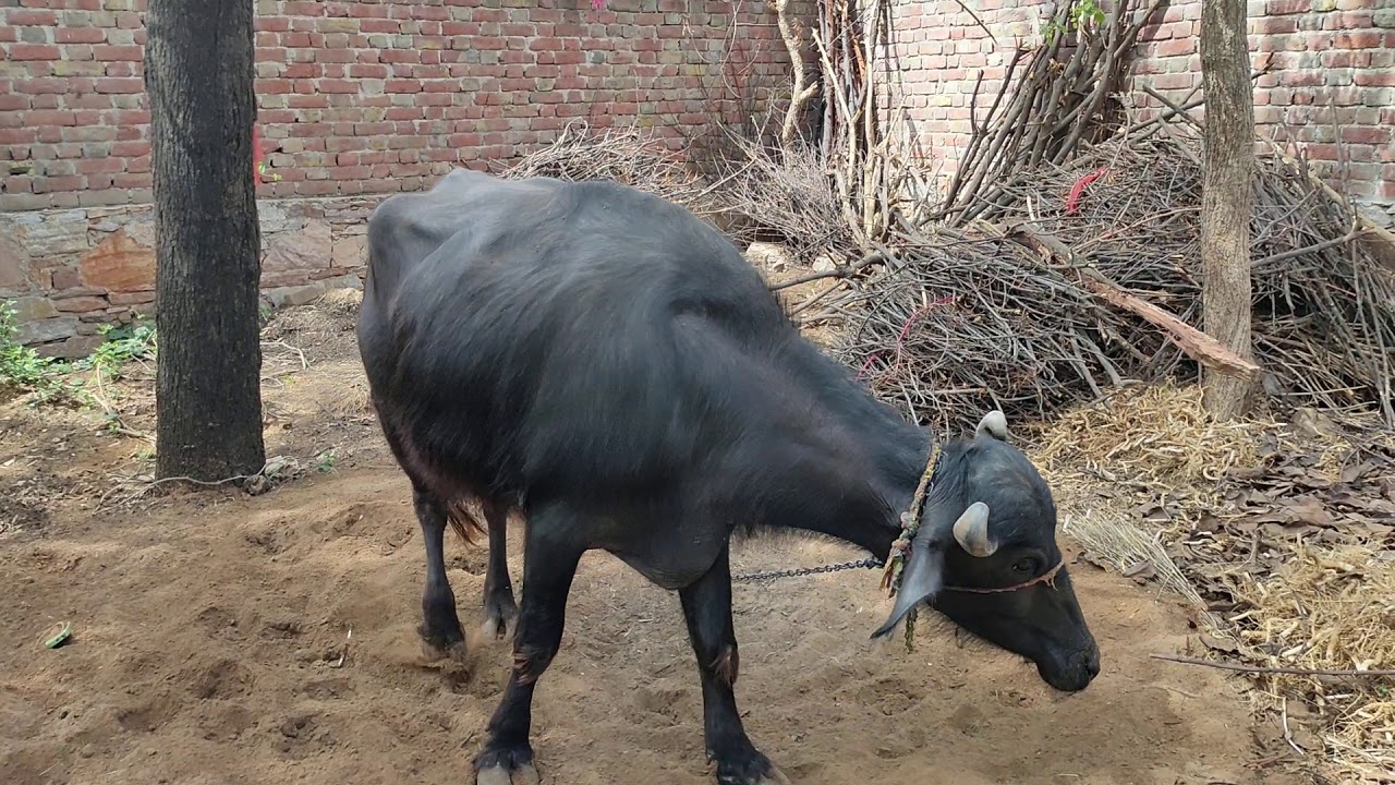 Buffalo sound - YouTube