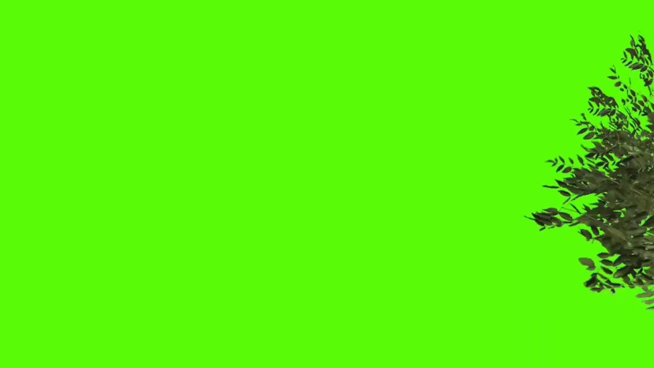 tree green screen / side tree green screen effect chroma key - YouTube
