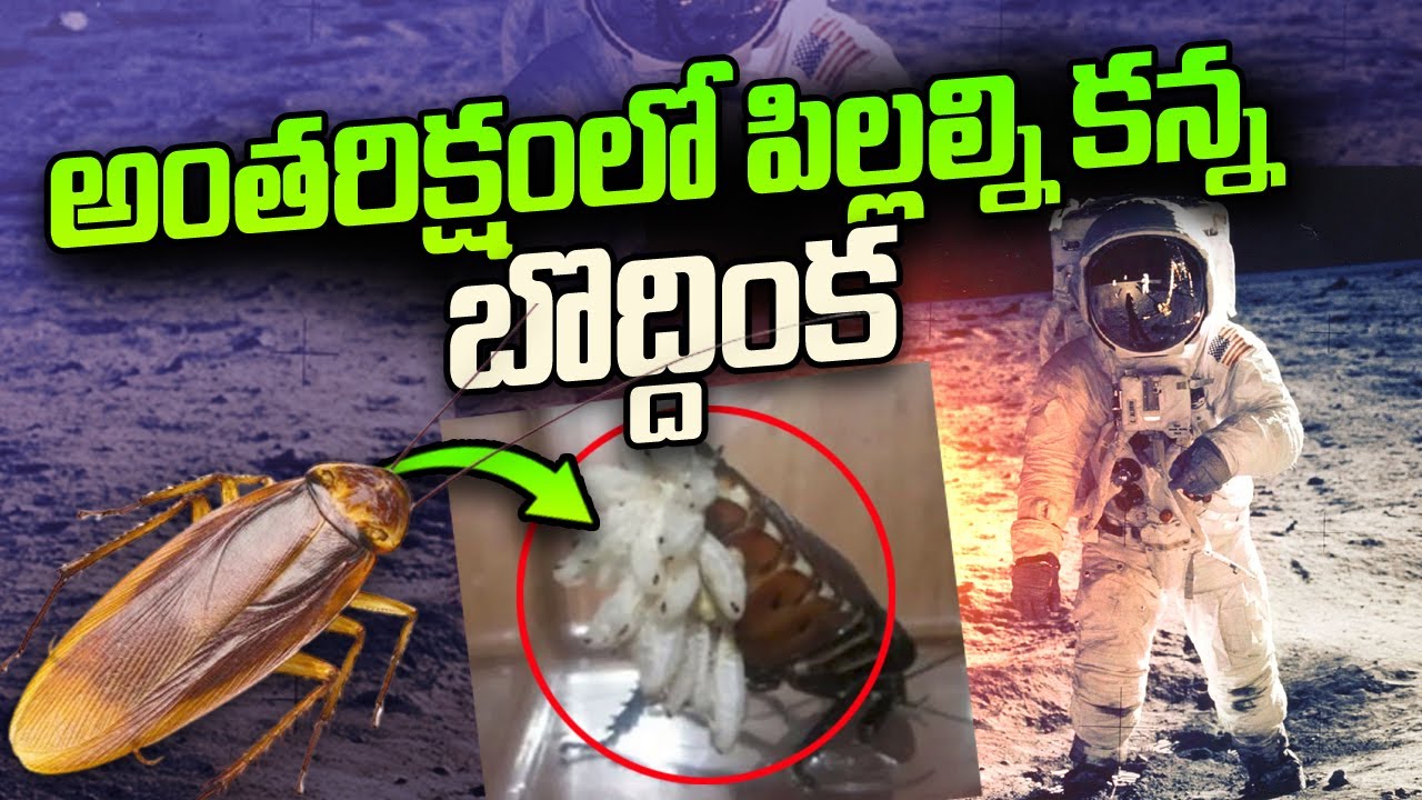 A Cockroach gave Birth in Space | Space Roaches giving birth in zero ...