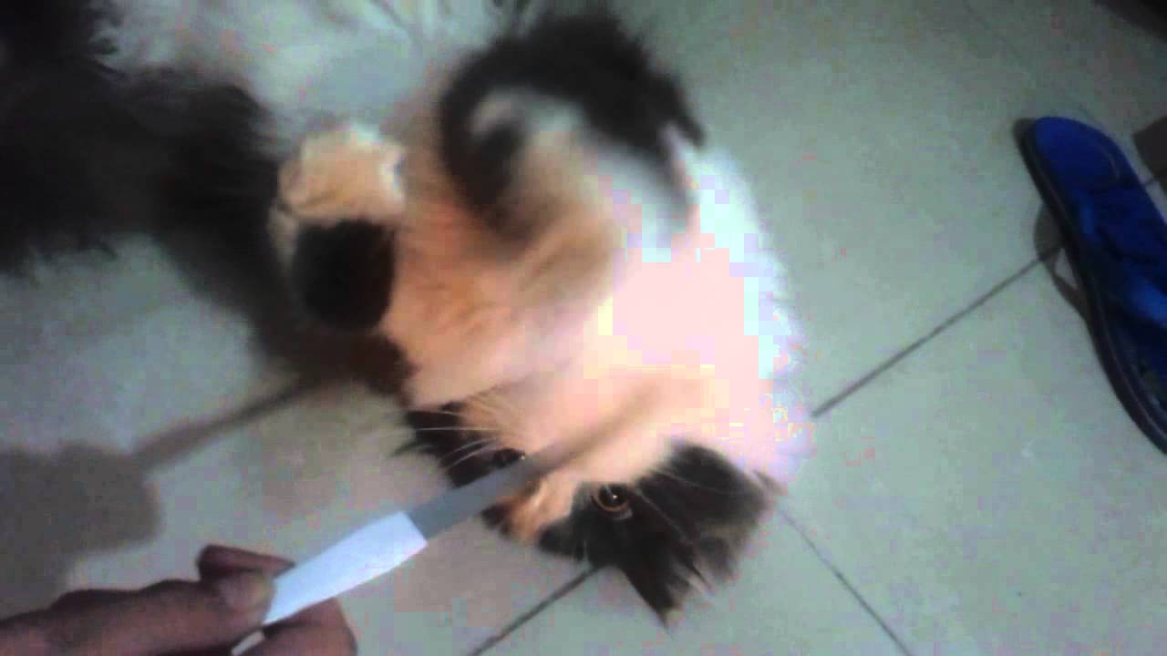 Gato limandose las uñas - YouTube