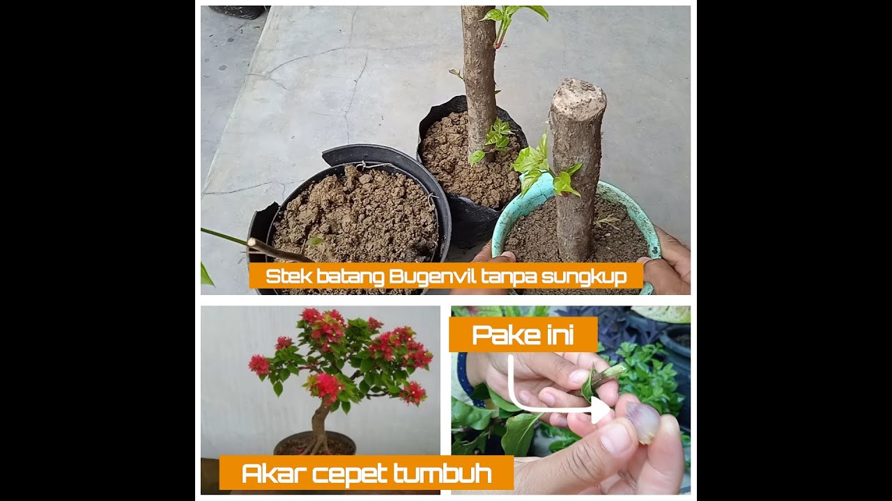 Stek batang Bugenvil tanpa sungkup. Pake ini biar akar cepet tumbuh ...
