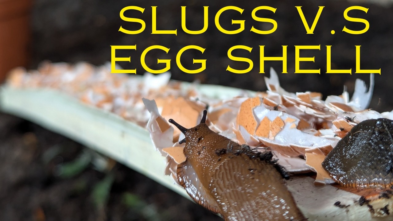 Ep 4/8 Testing Egg shells against snails and slugs *Slug barrier tests ...