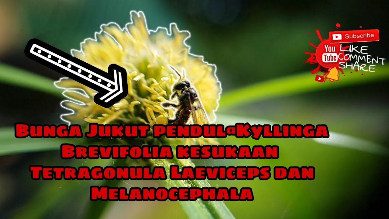 #kelulut Bunga Jukut pendul @ Kyllinga Brevifolia kesukaan Tetragonula ...