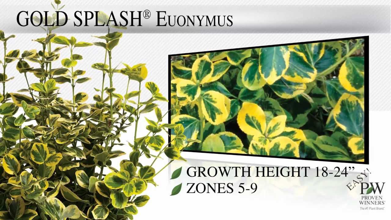 Gold Splash® Euonymus | Colorful, Hardy Shrub by Proven Winners® - YouTube