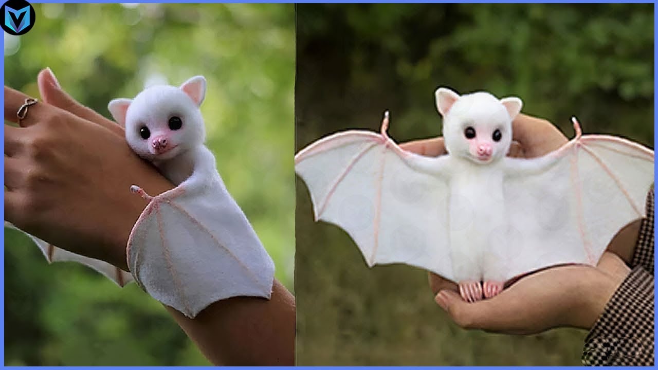 15 Cutest Exotic Animals On Earth - YouTube