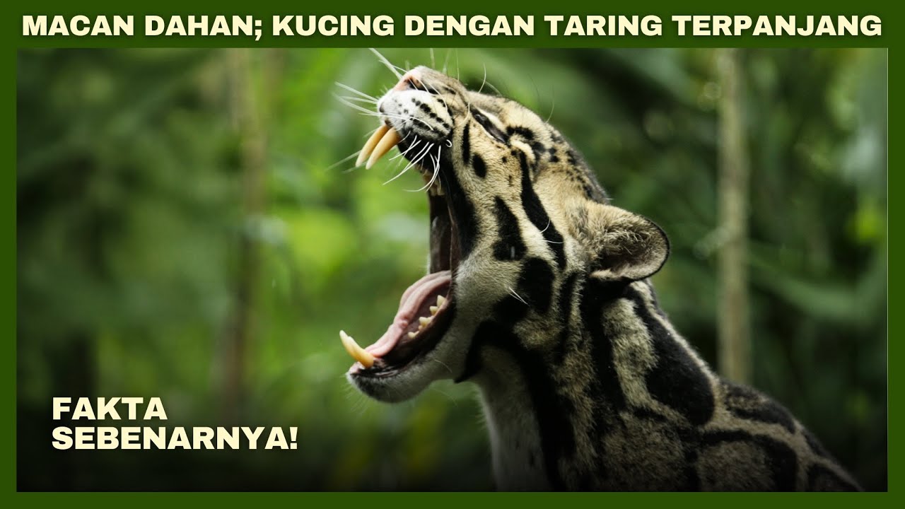 MACAN DAHAN: Kucing dengan Taring Terpanjang, Temukan Jawabannya! - YouTube