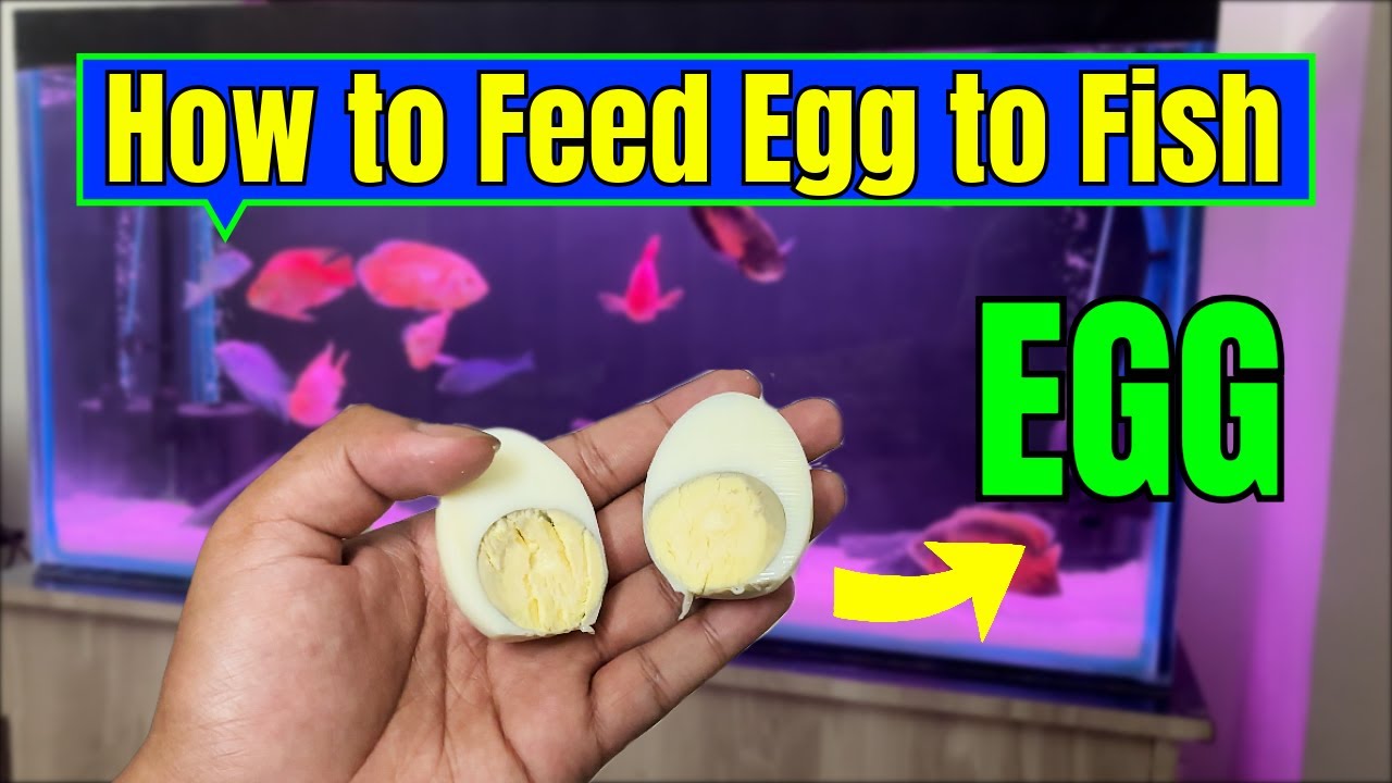 How to Feed Egg to Fish | Egg Feeding | Egg feeding to baby | Boiled ...