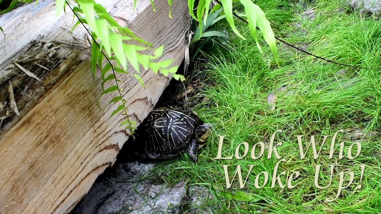 Box Turtle Brumation at Crazy Critters Inc - YouTube