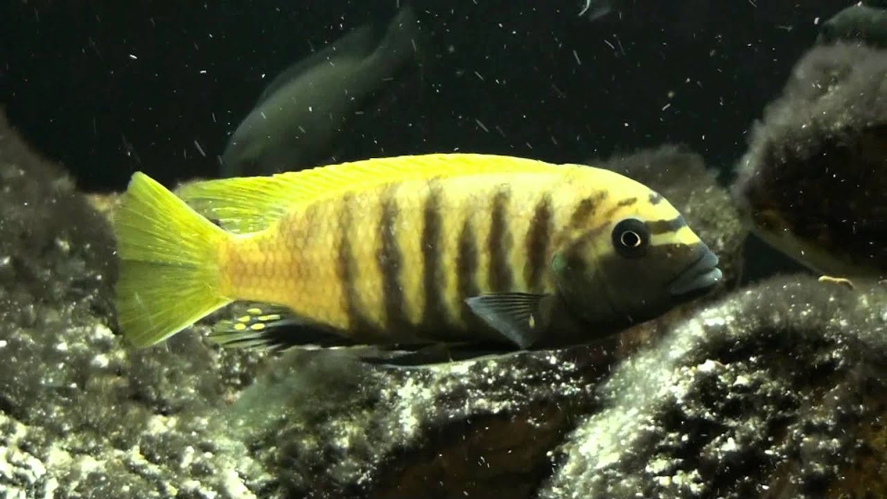 M. zebra gold kawanga. - YouTube