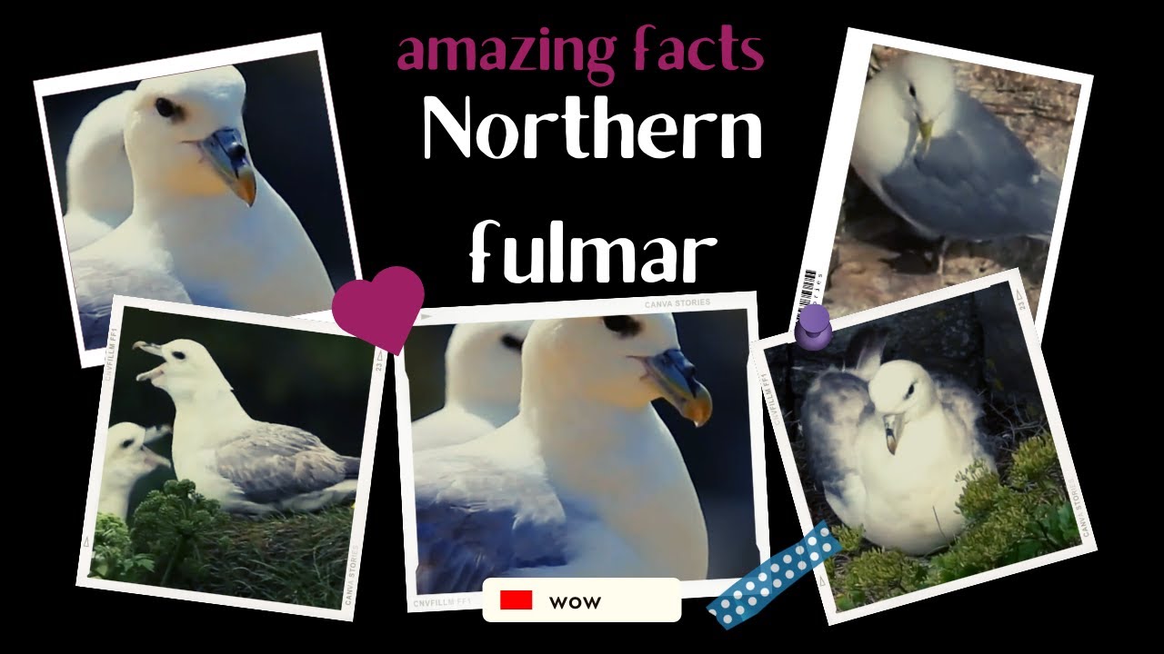 northern fulmar facts 🦜 fulmar calling sound 🦜 Arctic fulmar 🦜 - YouTube