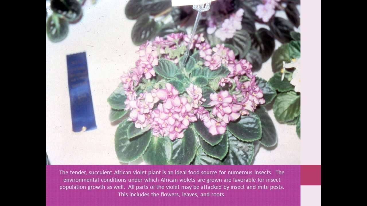 African Violet Pests - YouTube