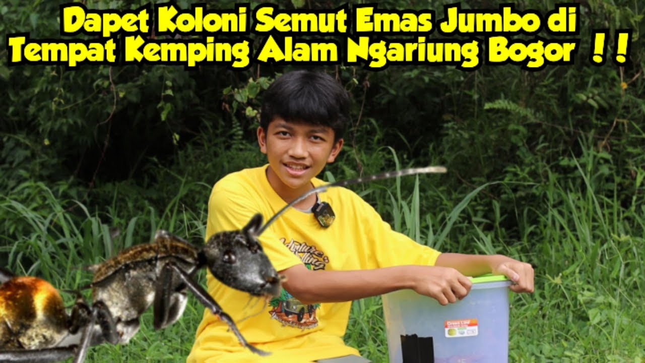 HABITAT SEMUT EMAS JUMBO DI TEMPAT WISATA ALAM NGARIUNG BOGOR !! - YouTube