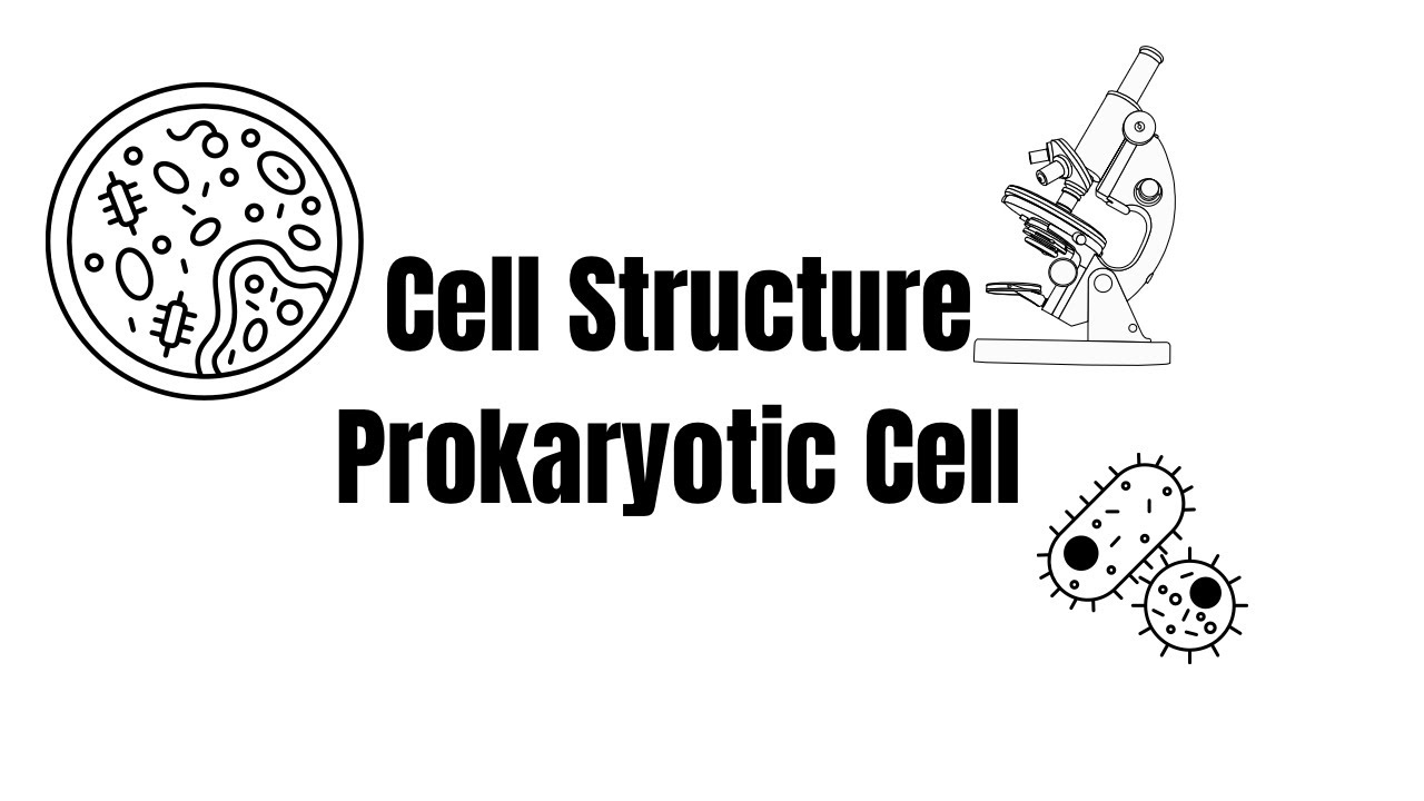 AP Biology | Prokaryotic Cell Structure Explained! - YouTube