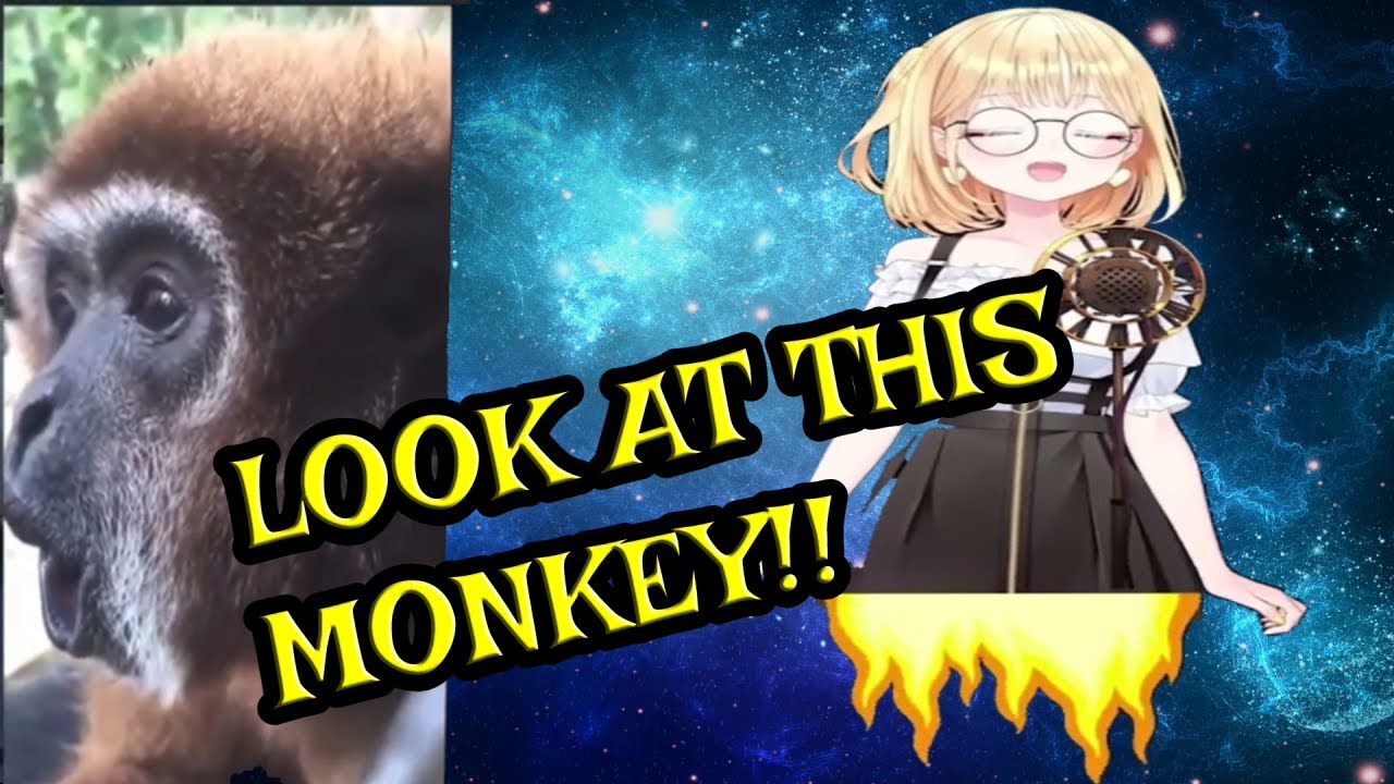 Ame And The Monkey!!! *warning too cute* - YouTube