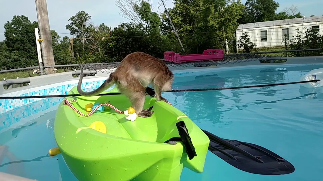 Kayaking Monkeys - YouTube