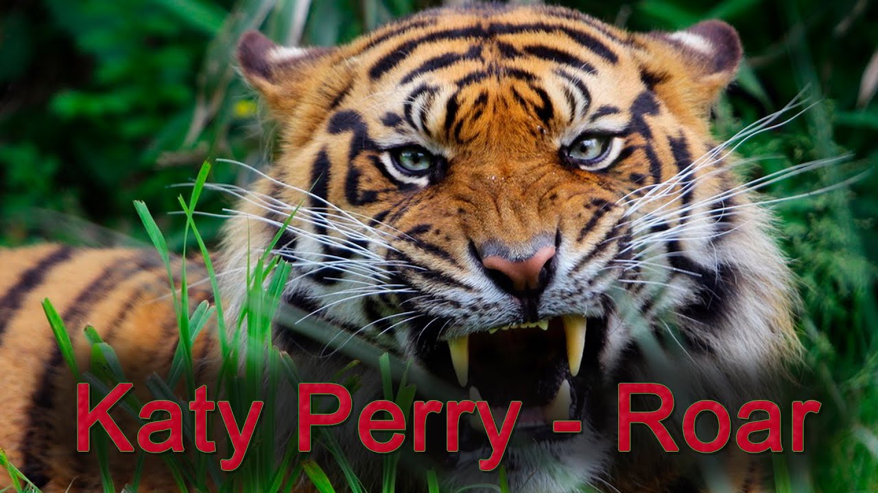 Roar - #Katy Perry, with lyrics and Russian translation - YouTube