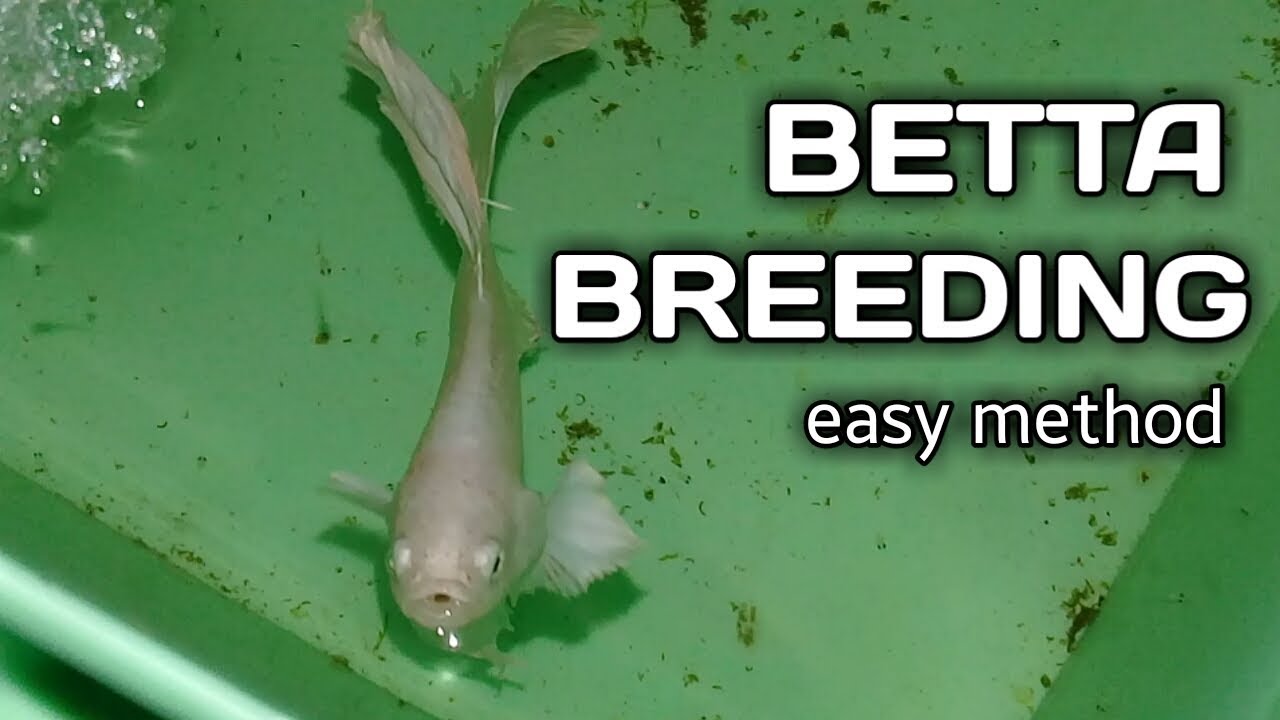 successfully BREED BETTA | very easy method of breeding (tagalog w/ eng sub) hendrix backyard ...
