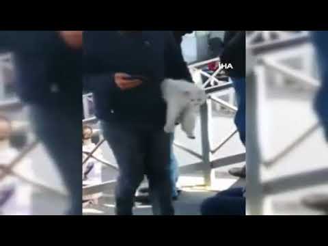 Sahibine ulaşmak isteyen kedi sahaya girdi!