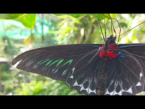 Taman Rama Rama Terbesar Di Dunia Ada Di Malaysia | 2023 - YouTube