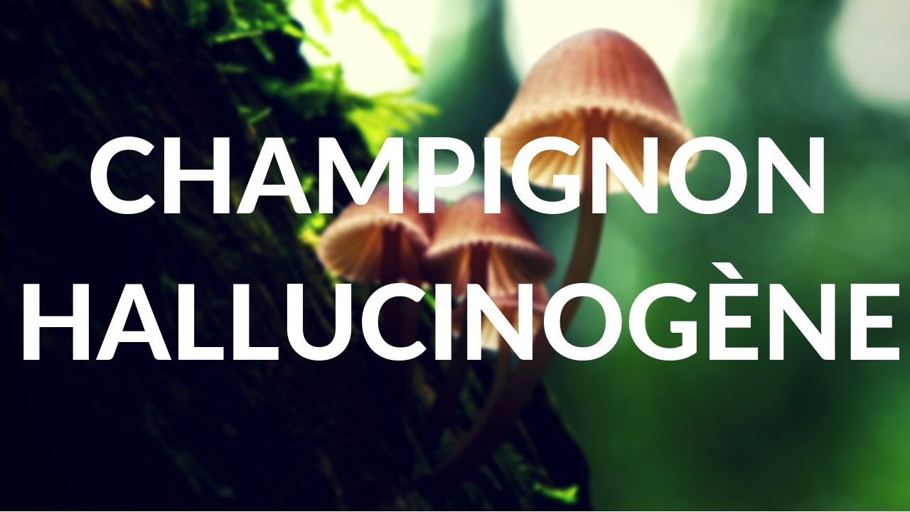 DROGUE : CHAMPIGNON HALLUCINOGÈNE en 3 MINUTES - YouTube
