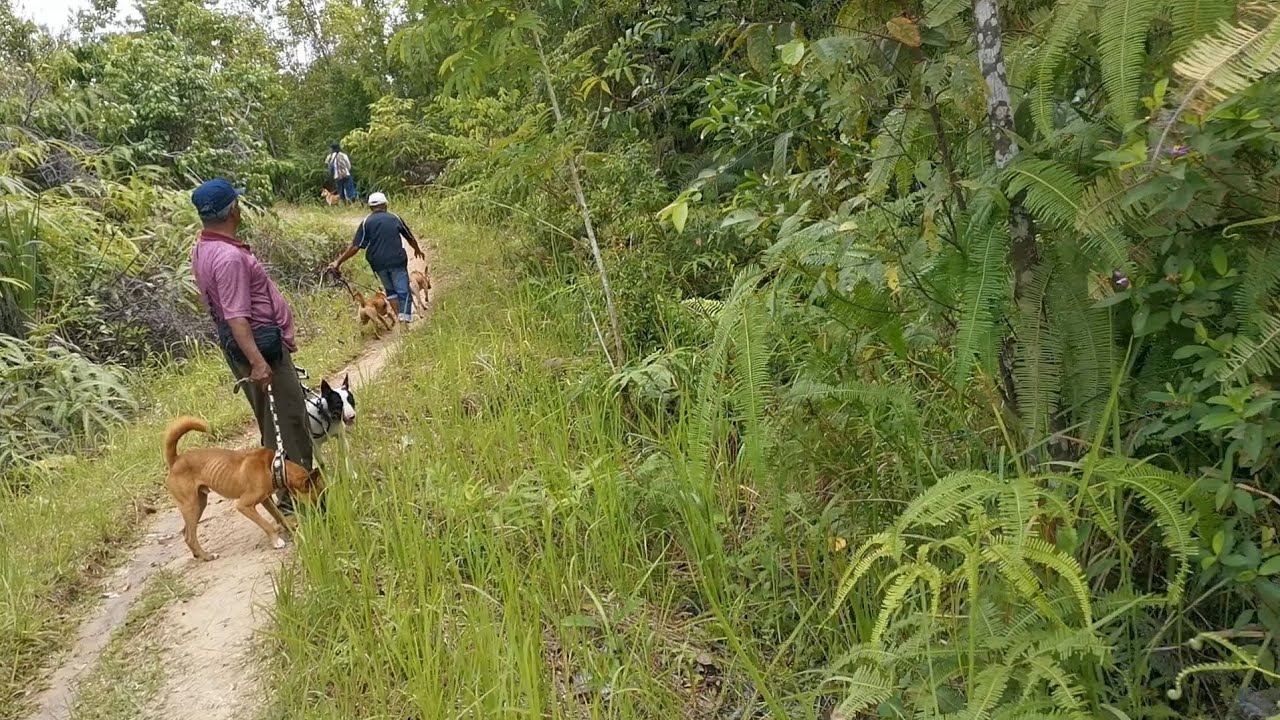 KEJARAN SELALU MENEPI ‼️ Memburu babi hutan di Pua Laweh, Malai V Suku ...