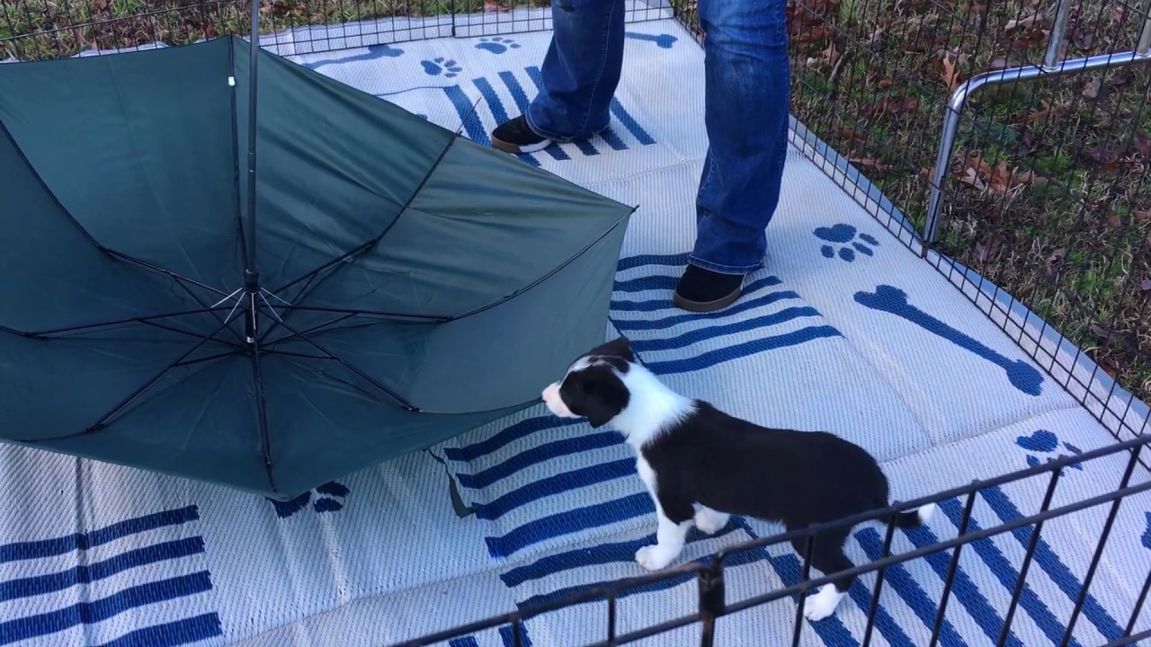 Walt Disney PAT - YouTube